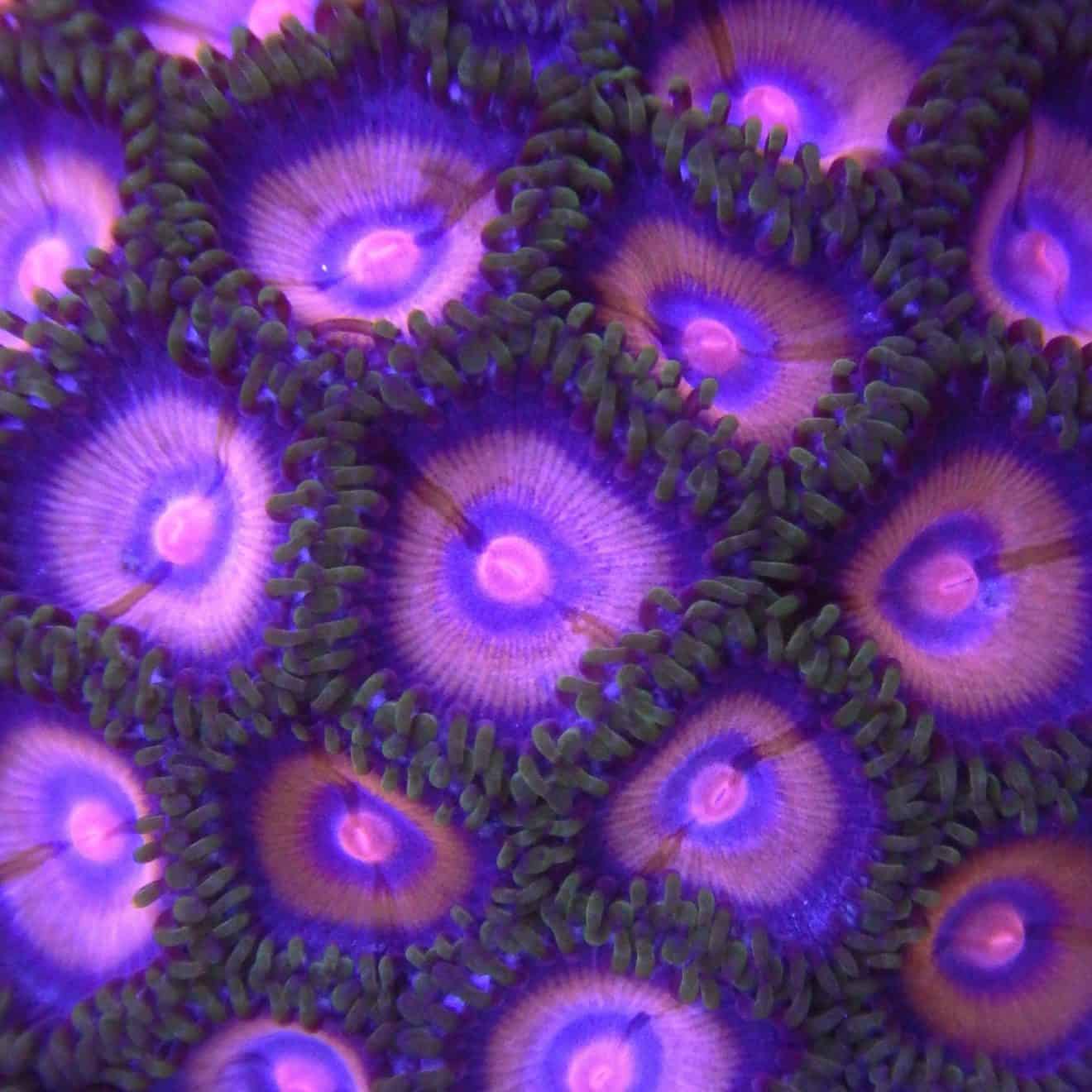 Corals from Jason Fox Signature Corals | Reefables
