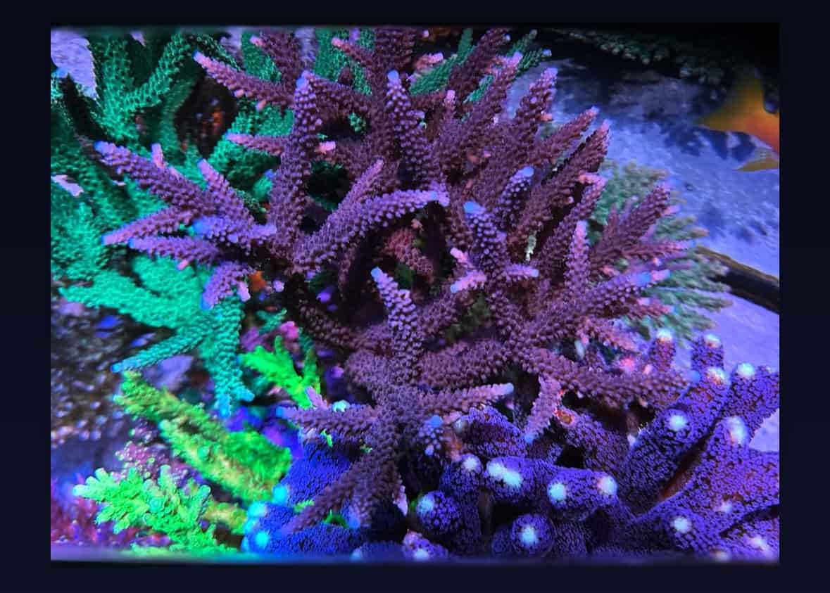 Acro Frag 5 Pack for Sale | Reefables