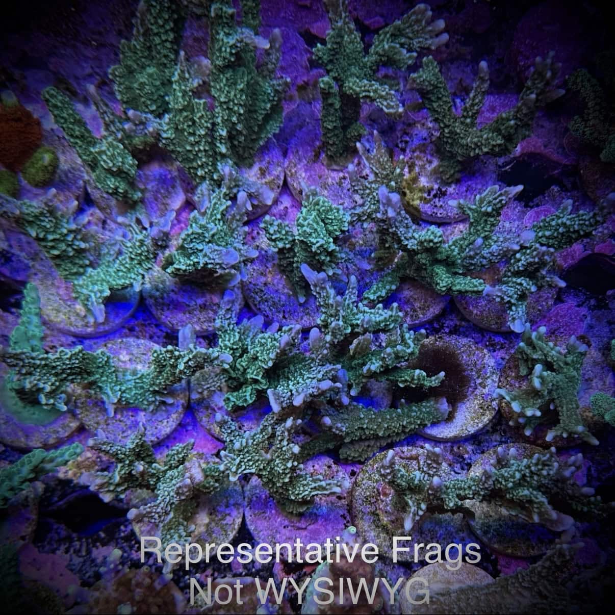 FRAG PACK - 5x Elkhorn Frags for Sale | Reefables