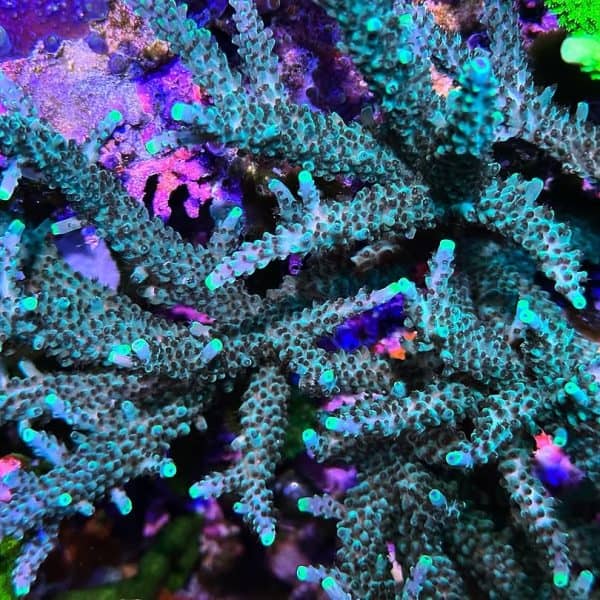 FRAG PACK - 5x Elkhorn Frags for Sale | Reefables