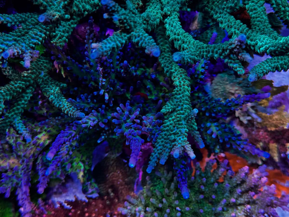 ORA/Cali Blue Tort (Frag) for Sale | Reefables