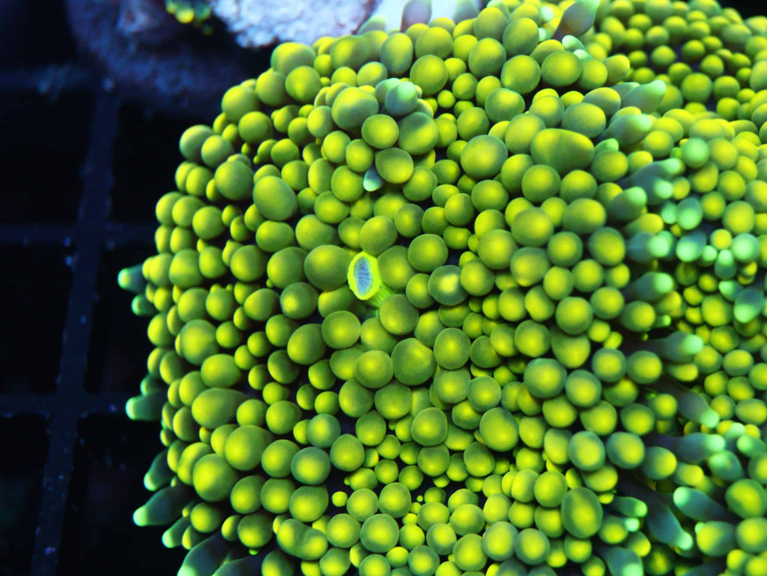 Lemon Lime Ricordea Mushroom for Sale | Reefables